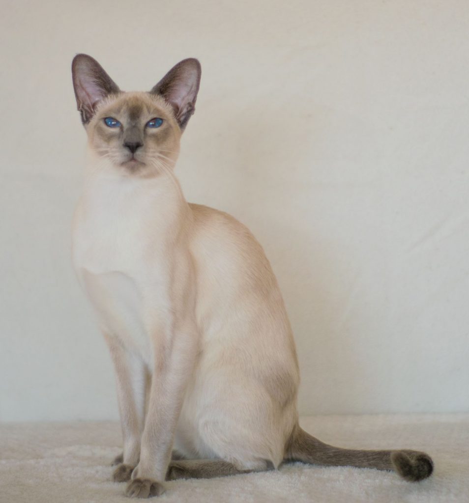 Point – Ira Luana’s